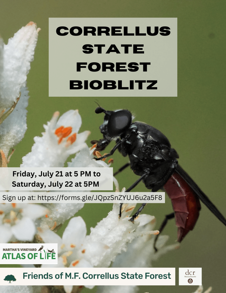 Correllus State Forest Bioblitz – Friends of M.F. Correllus State Forest